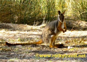 The Best Places To See Native Australian Animals