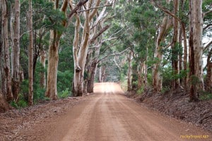 South West Australia - Exploring the Southern Forests on a road trip